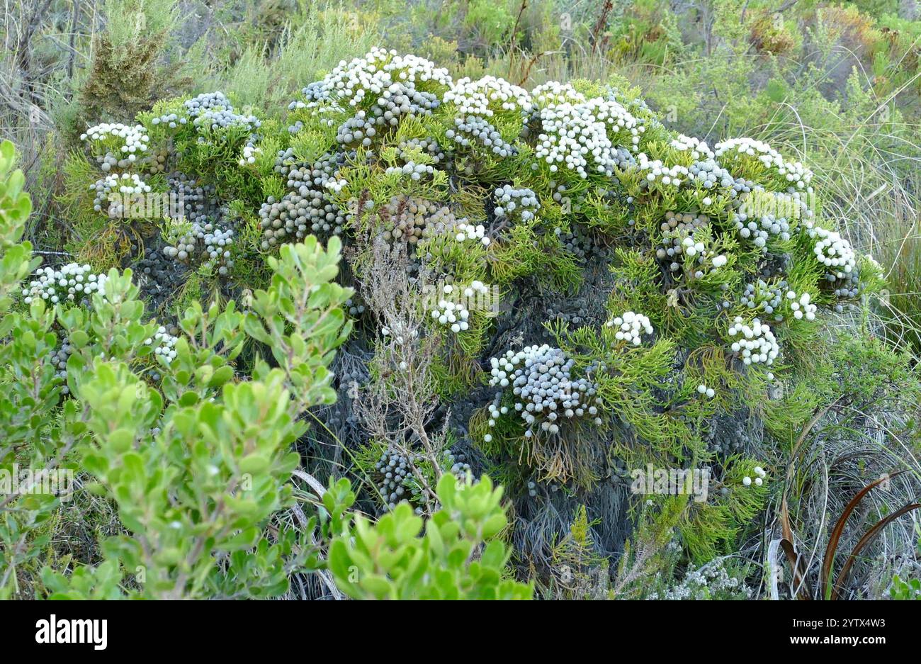 Stompie hi-res stock photography and images - Alamy