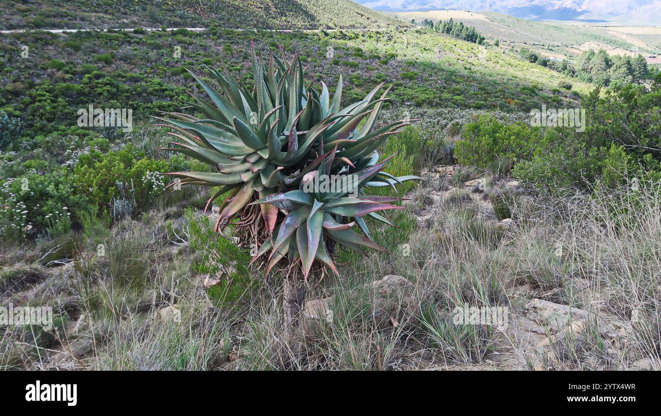 Cape Aloe (Aloe ferox Stock Photo - Alamy