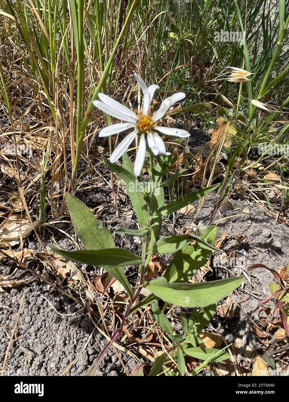 roughleaf aster (Eurybia radulina Stock Photo - Alamy