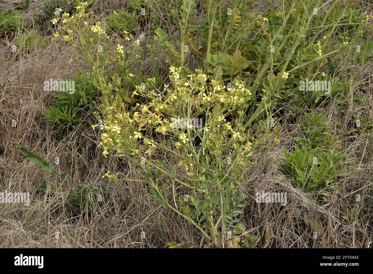 Mediterranean Radish (Raphanus raphanistrum landra Stock Photo - Alamy