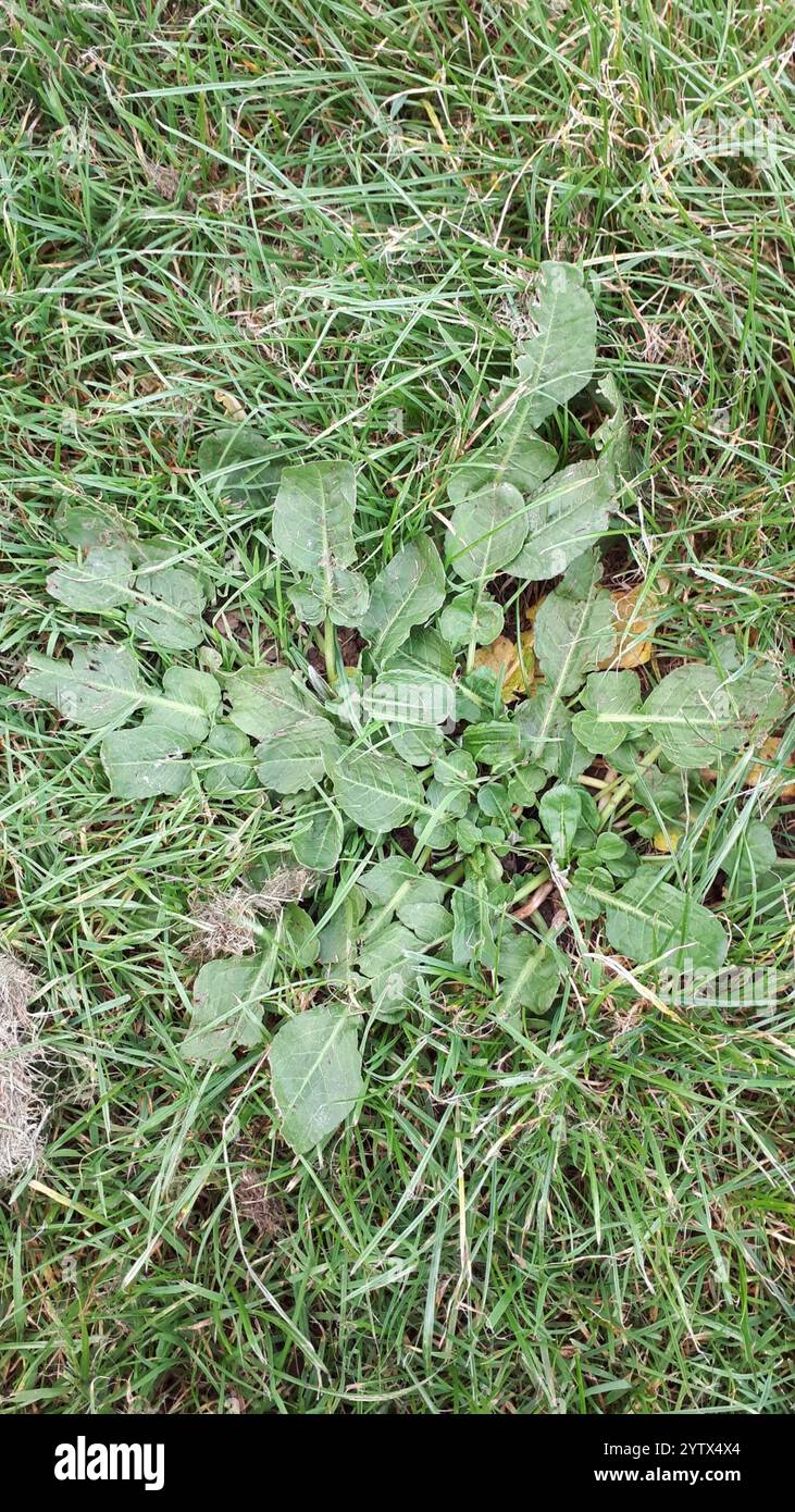 fiddle dock (Rumex pulcher Stock Photo - Alamy