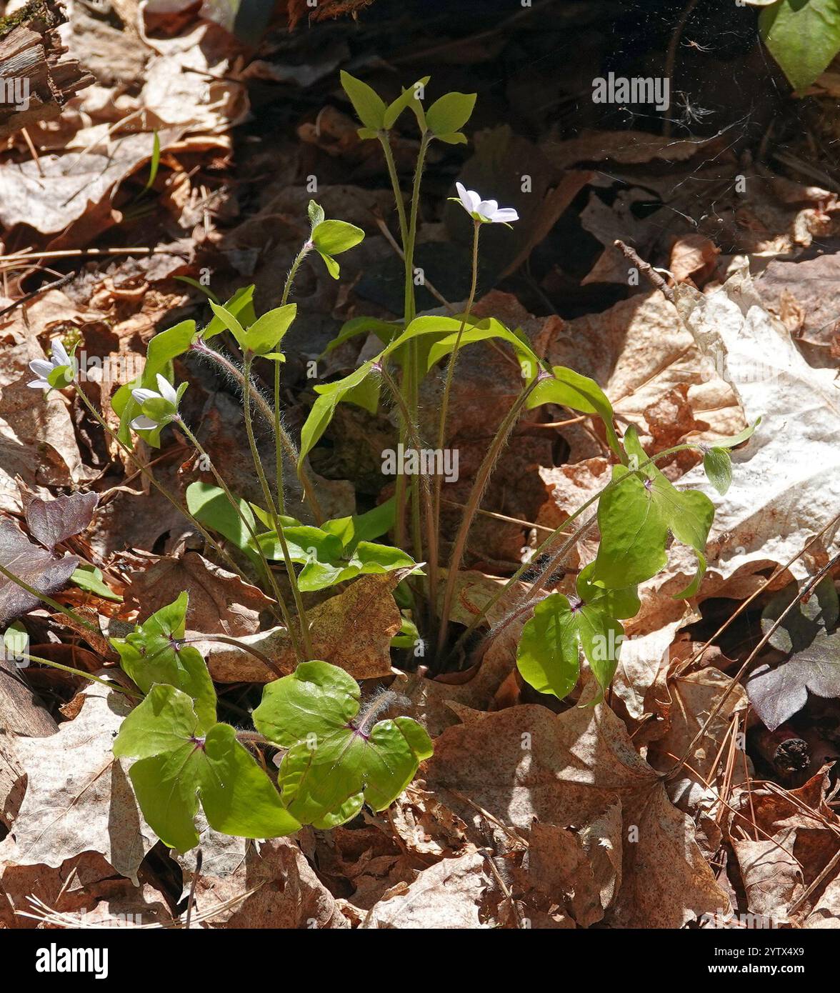 sharp-lobed hepatica (Hepatica acutiloba Stock Photo - Alamy