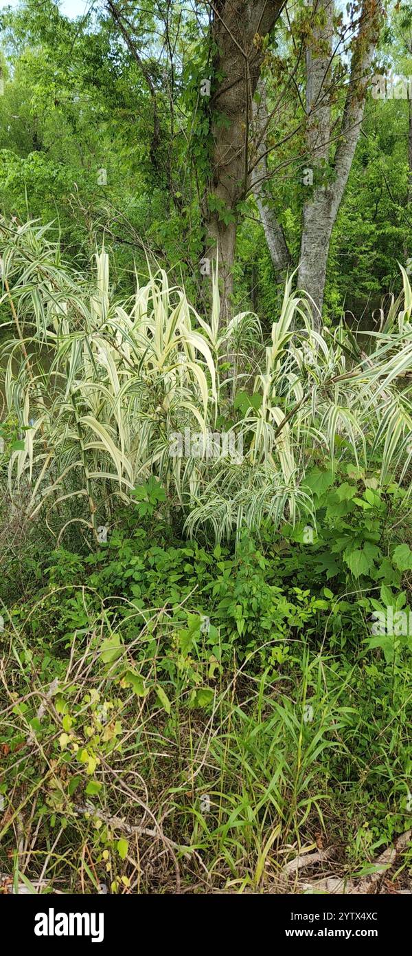 giant reed (Arundo donax Stock Photo - Alamy