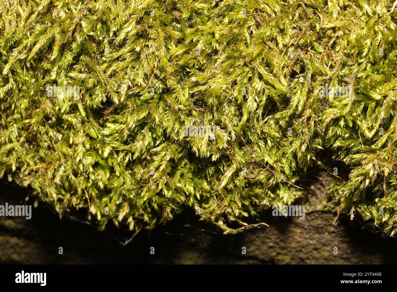 Cypress-leaved Plait-moss (Hypnum cupressiforme Stock Photo - Alamy
