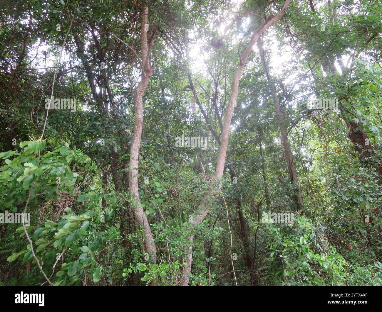 Chinese Tallow (Triadica sebifera Stock Photo - Alamy
