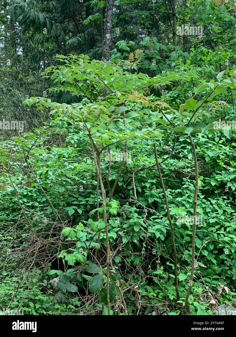 Japanese angelica tree (Aralia elata Stock Photo - Alamy