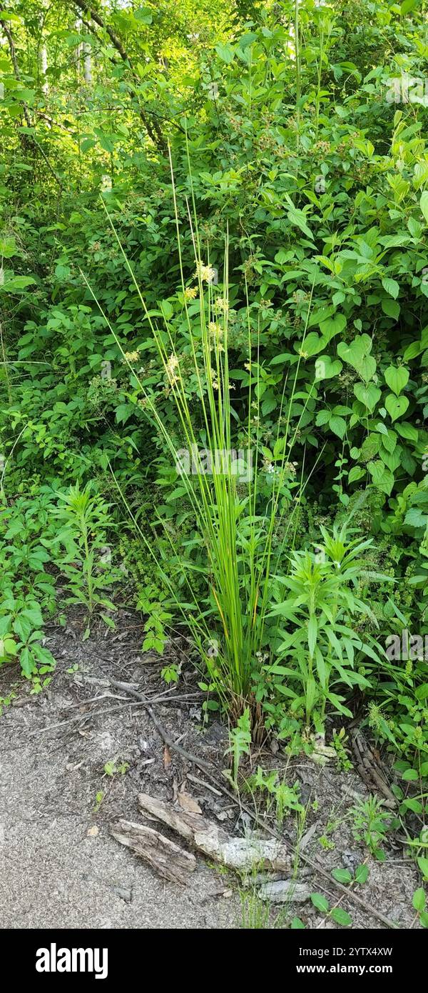 Soft Rush (Juncus effusus Stock Photo - Alamy