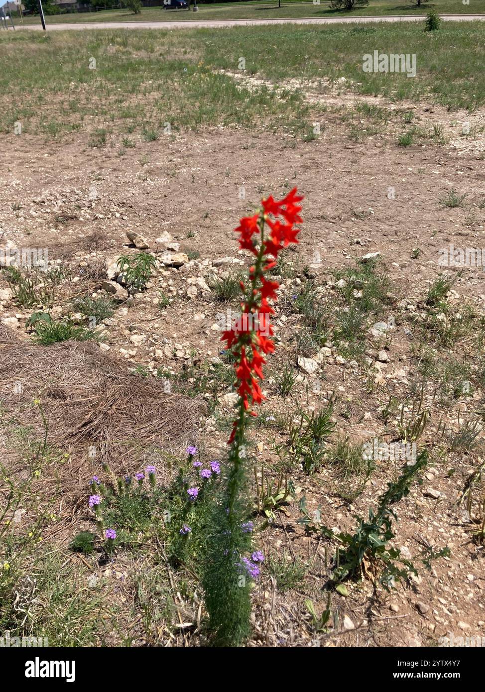 standing cypress (Ipomopsis rubra Stock Photo - Alamy