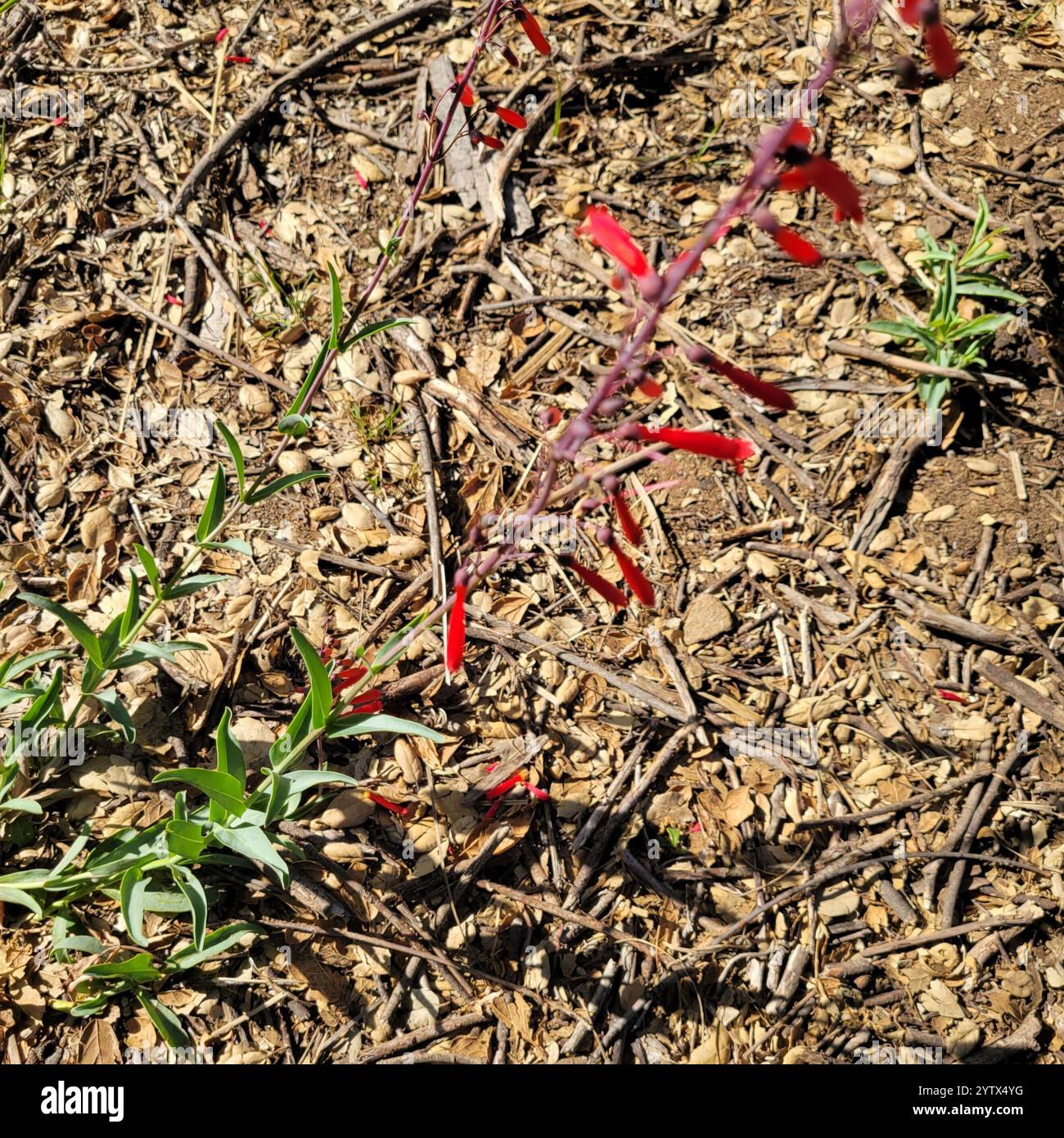 scarlet bugler (Penstemon centranthifolius Stock Photo - Alamy