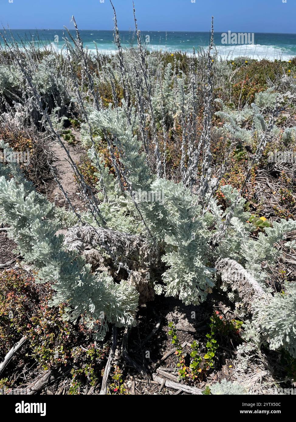 coastal sagewort (Artemisia pycnocephala Stock Photo - Alamy
