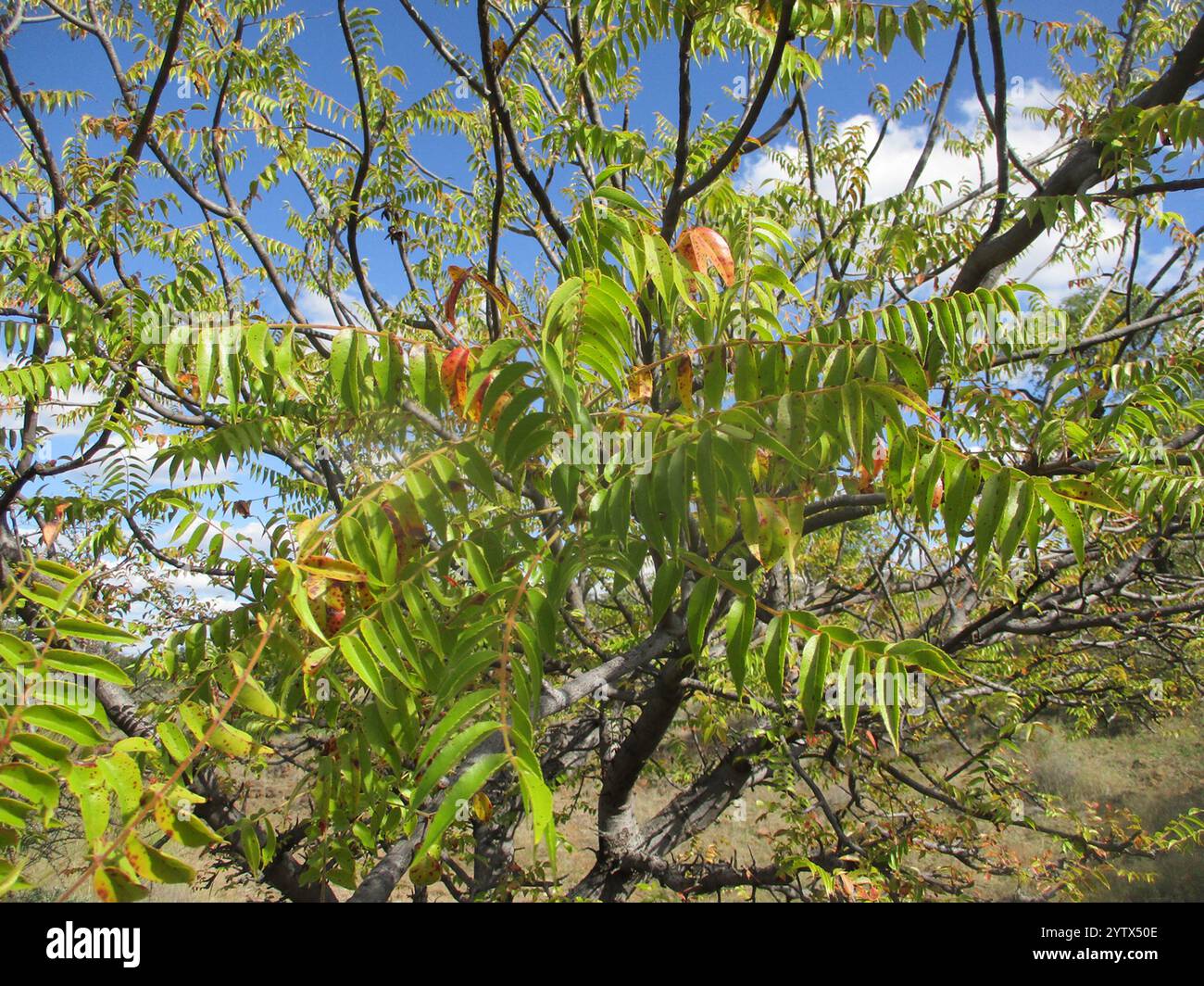 Kirkia (Kirkia acuminata Stock Photo - Alamy