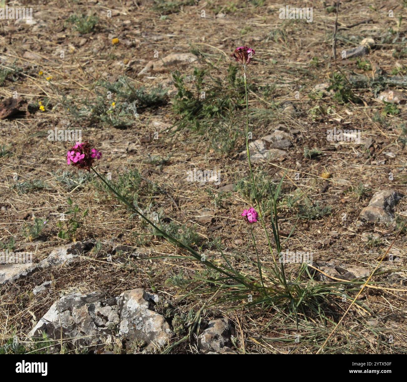 Dianthus capitatus hi-res stock photography and images - Alamy