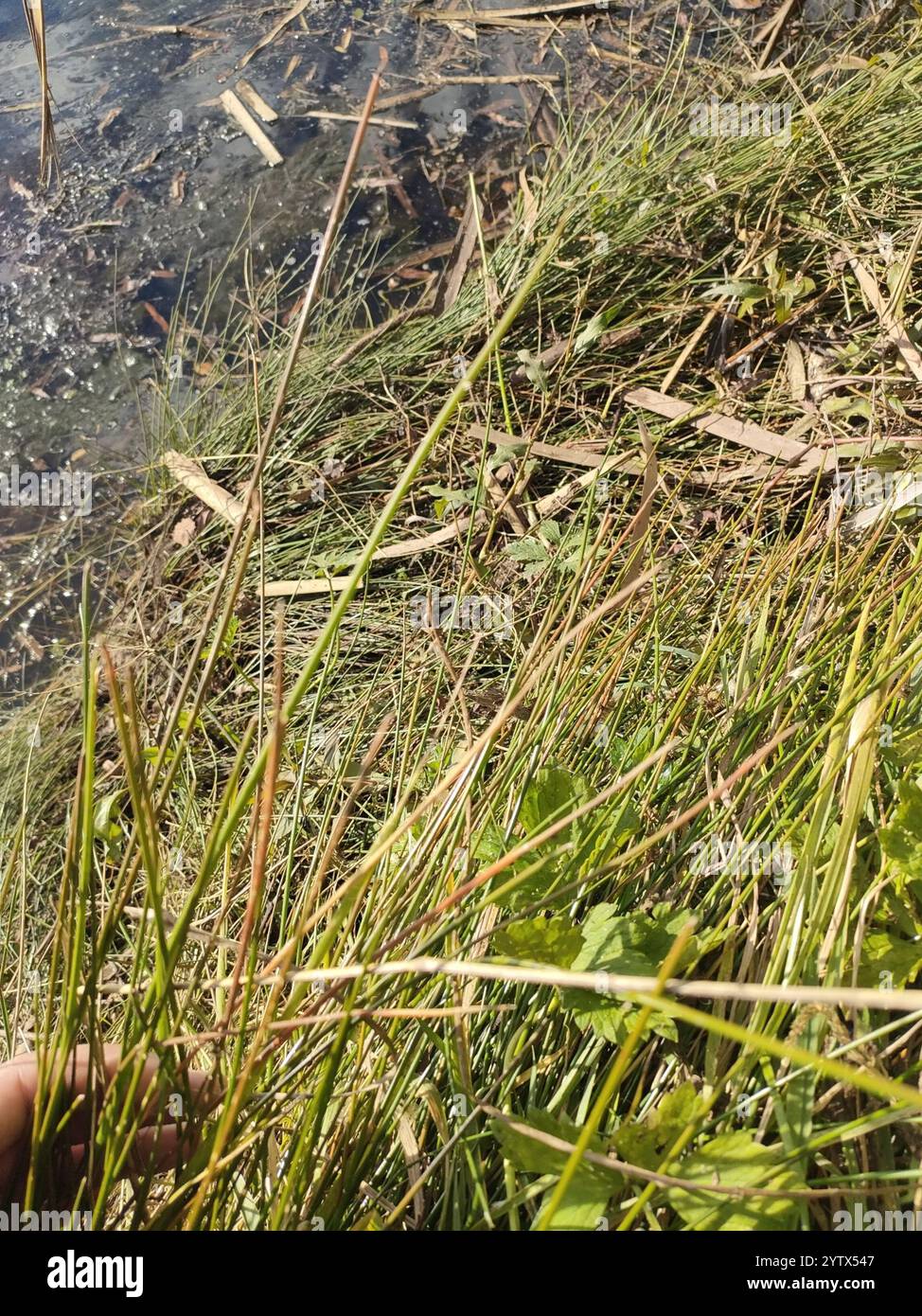 Sharp Spike Sedge (Eleocharis acuta Stock Photo - Alamy