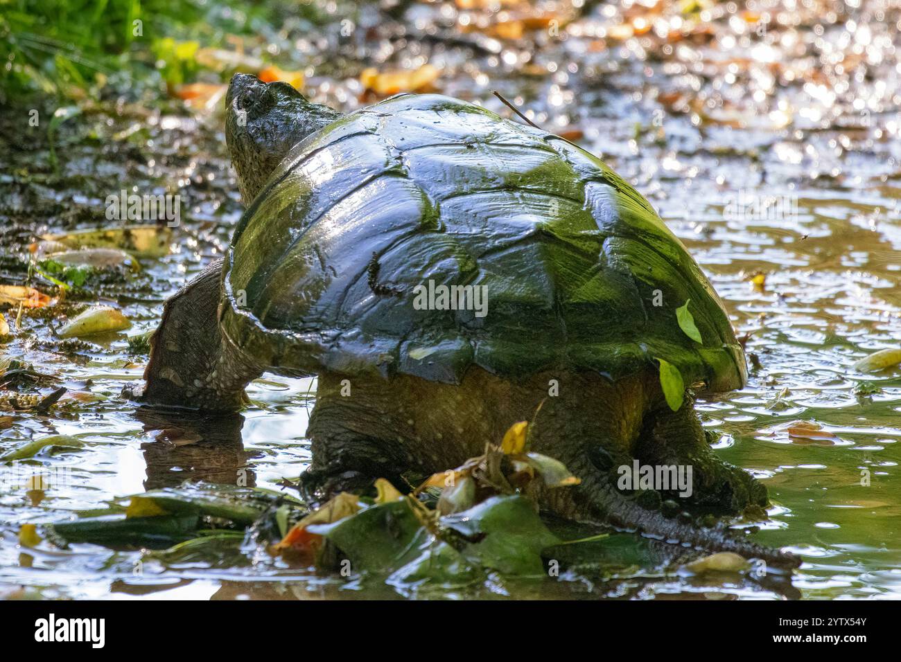 Common Snapping Turtle (Chelydra serpentina Stock Photo - Alamy
