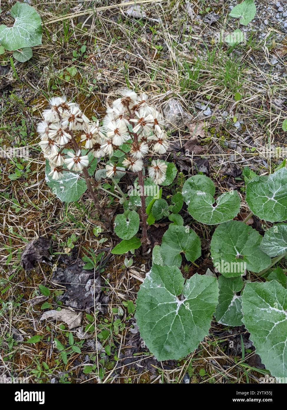 Alpine Butterbur (Petasites paradoxus Stock Photo - Alamy