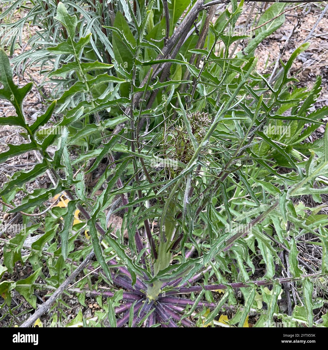 Tall Tumblemustard (Sisymbrium altissimum Stock Photo - Alamy