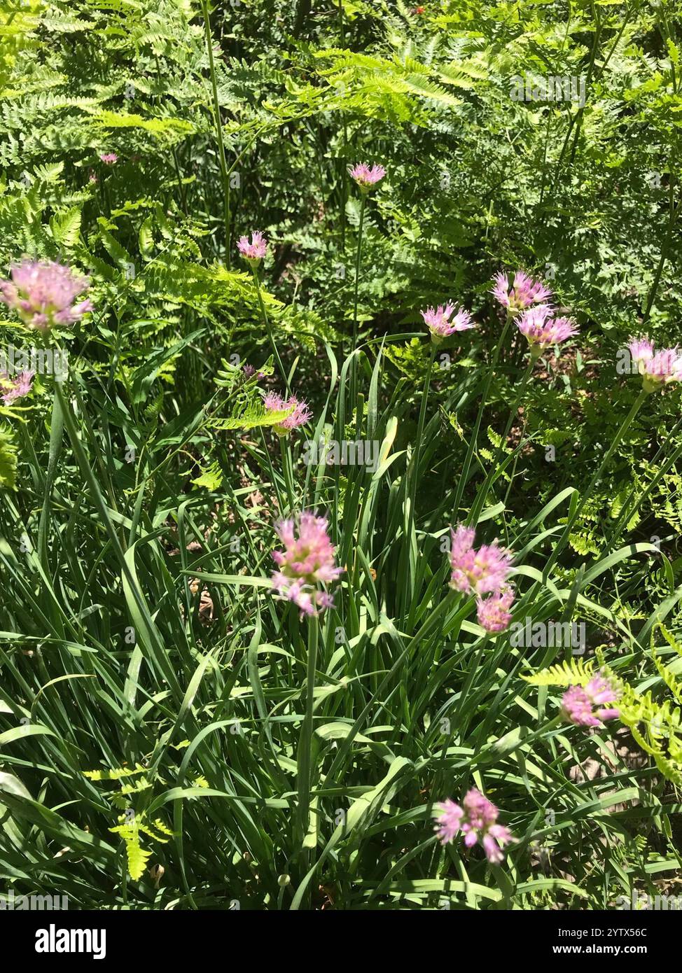 Swamp Onion (Allium validum Stock Photo - Alamy