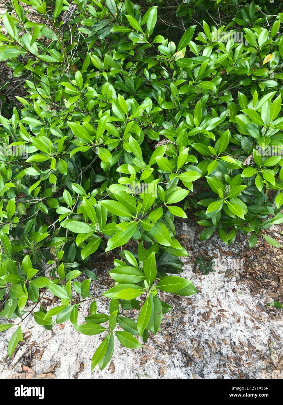 American olive (Cartrema americana Stock Photo - Alamy