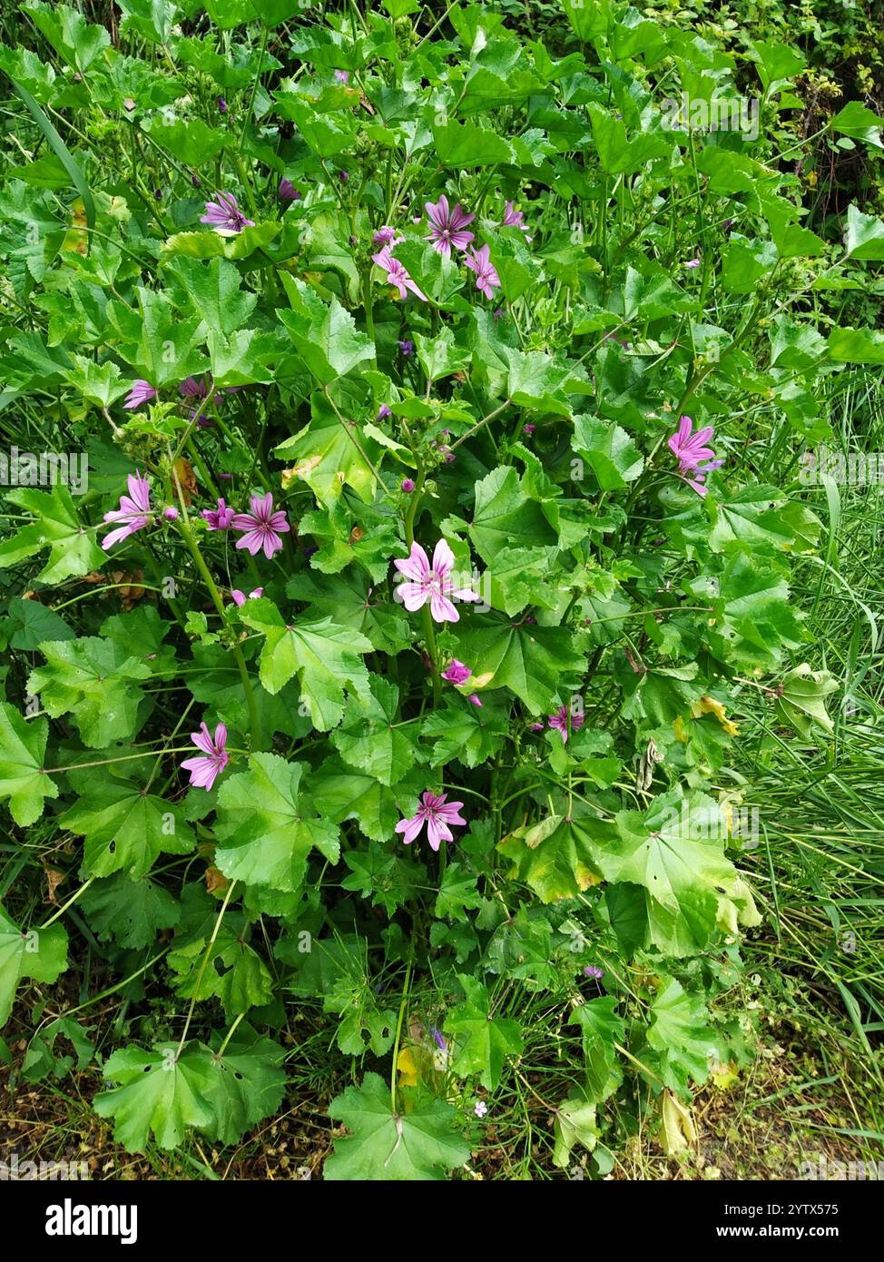 Common Mallow (Malva sylvestris Stock Photo - Alamy