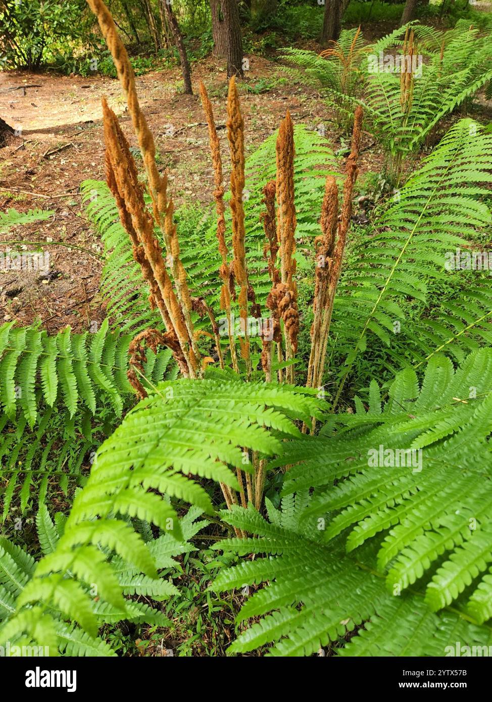 cinnamon fern (Osmundastrum cinnamomeum Stock Photo - Alamy
