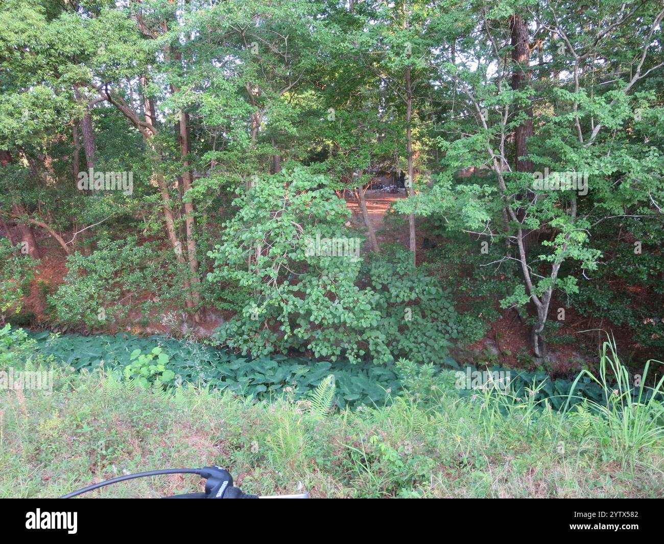 tung oil tree (Vernicia fordii Stock Photo - Alamy