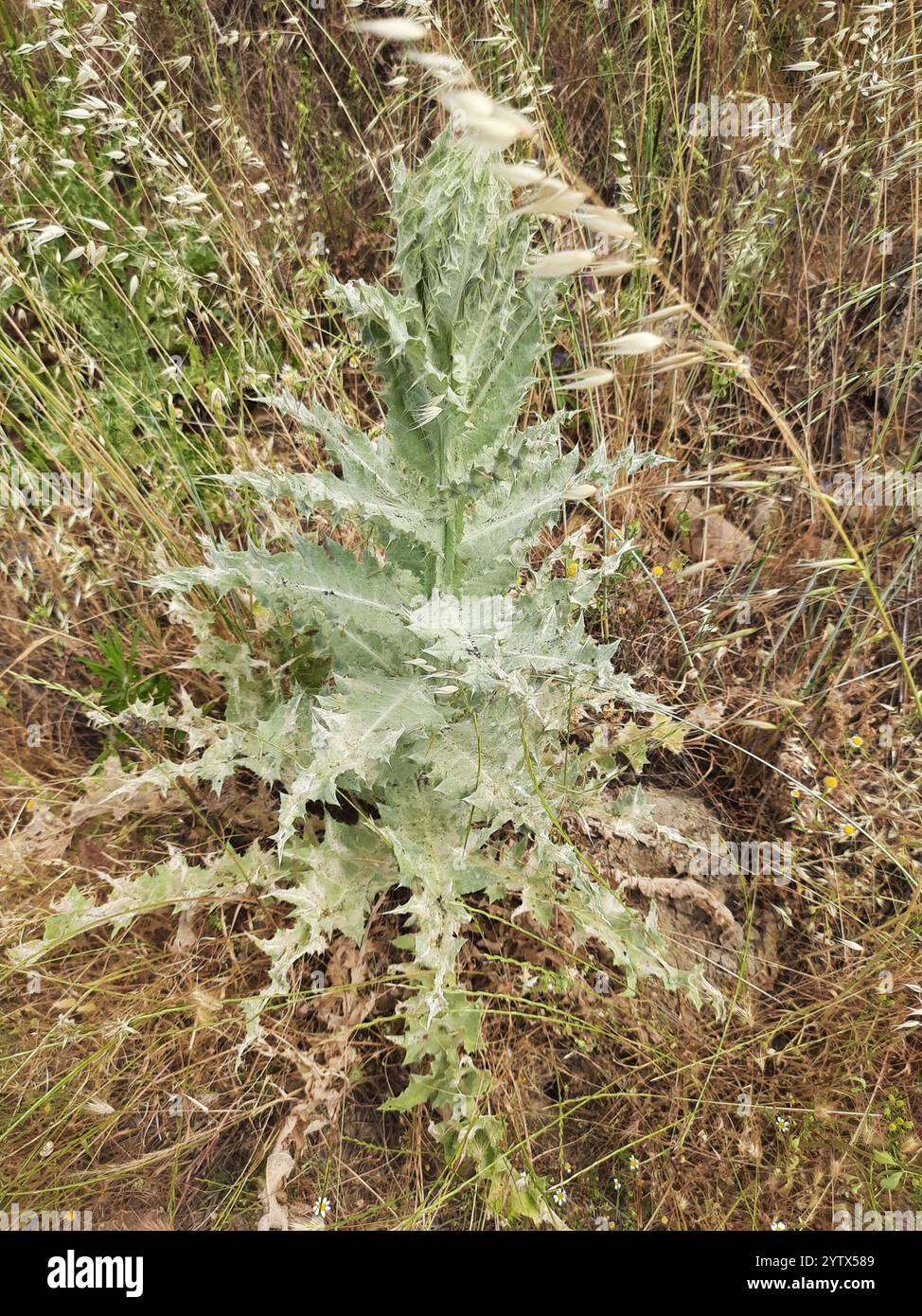 cotton thistle (Onopordum acanthium Stock Photo - Alamy