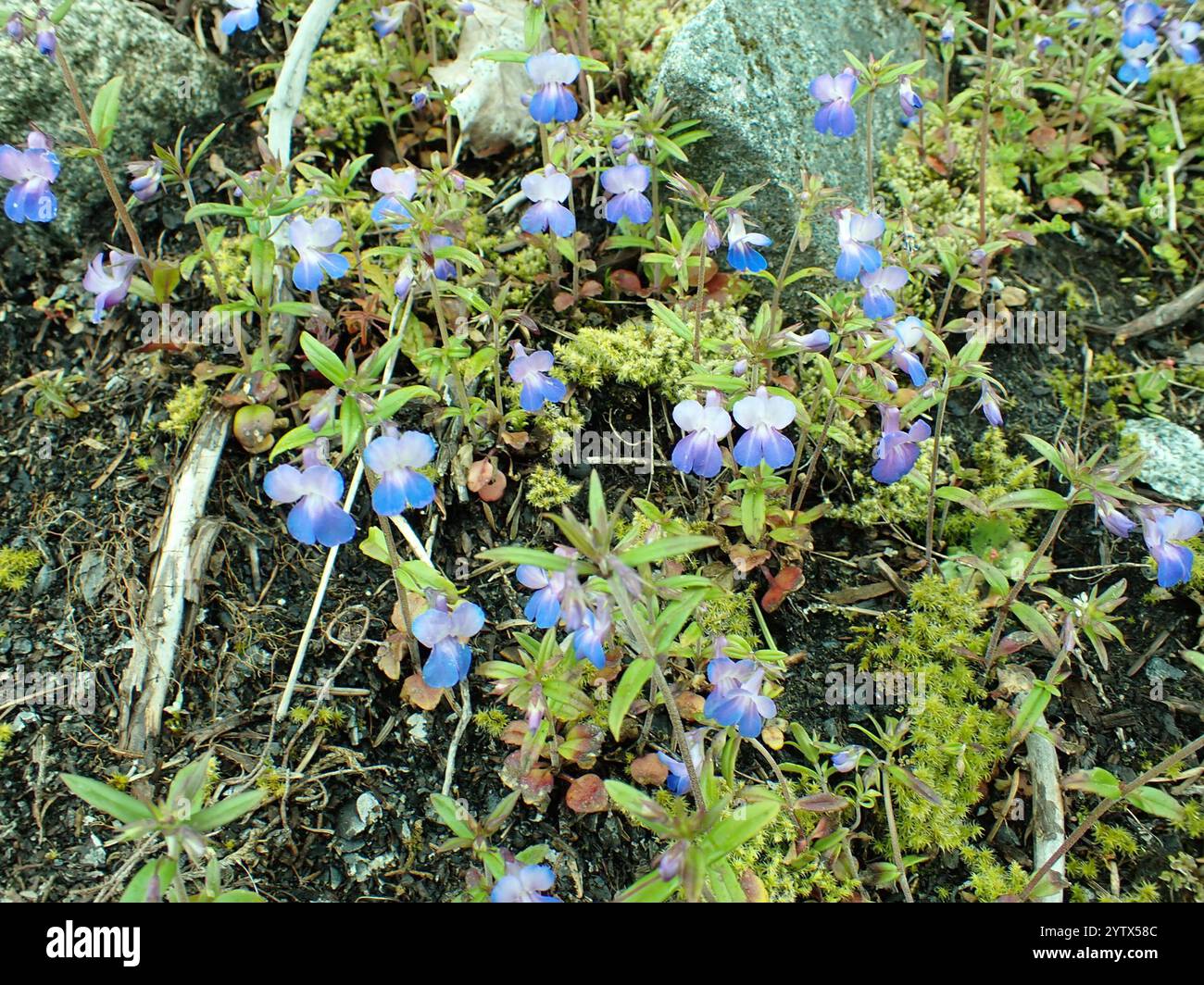 Giant Blue-eyed Mary (Collinsia grandiflora Stock Photo - Alamy