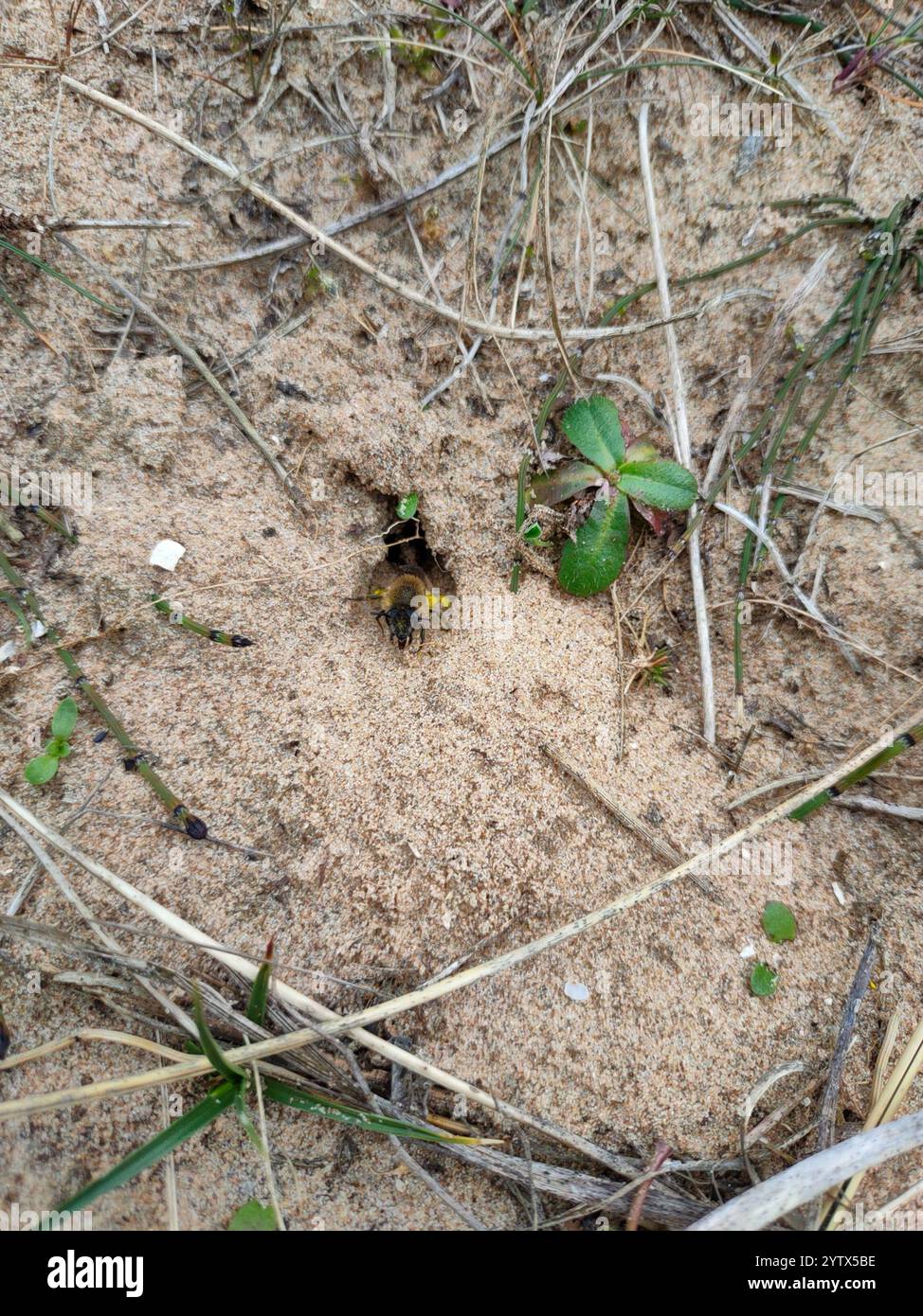 Early Cellophane Bee (Colletes cunicularius Stock Photo - Alamy