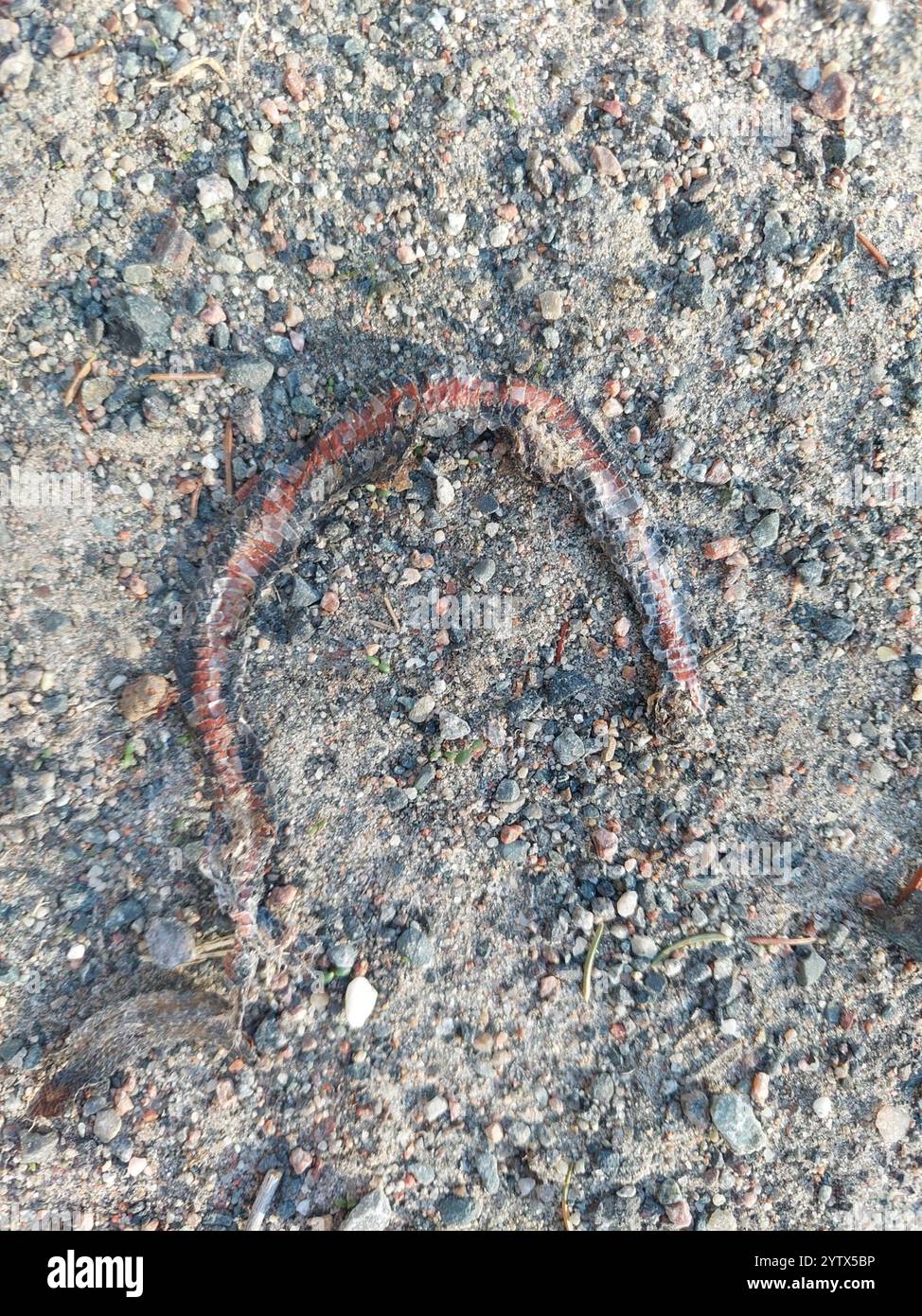 Northern Redbelly Snake (Storeria occipitomaculata occipitomaculata ...