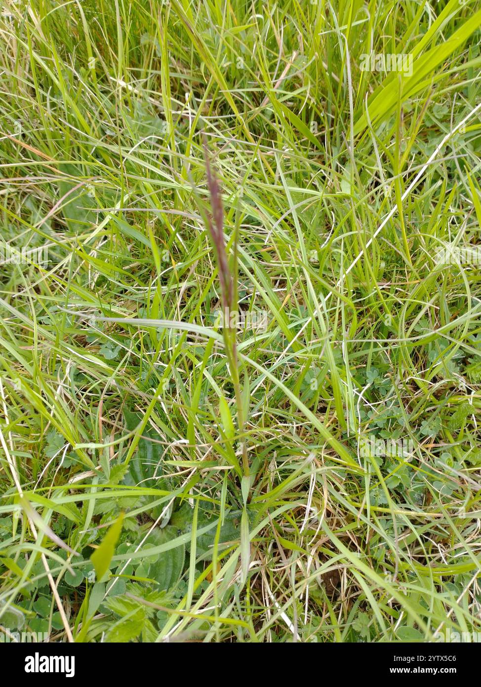 Upright Brome (Bromus erectus Stock Photo - Alamy