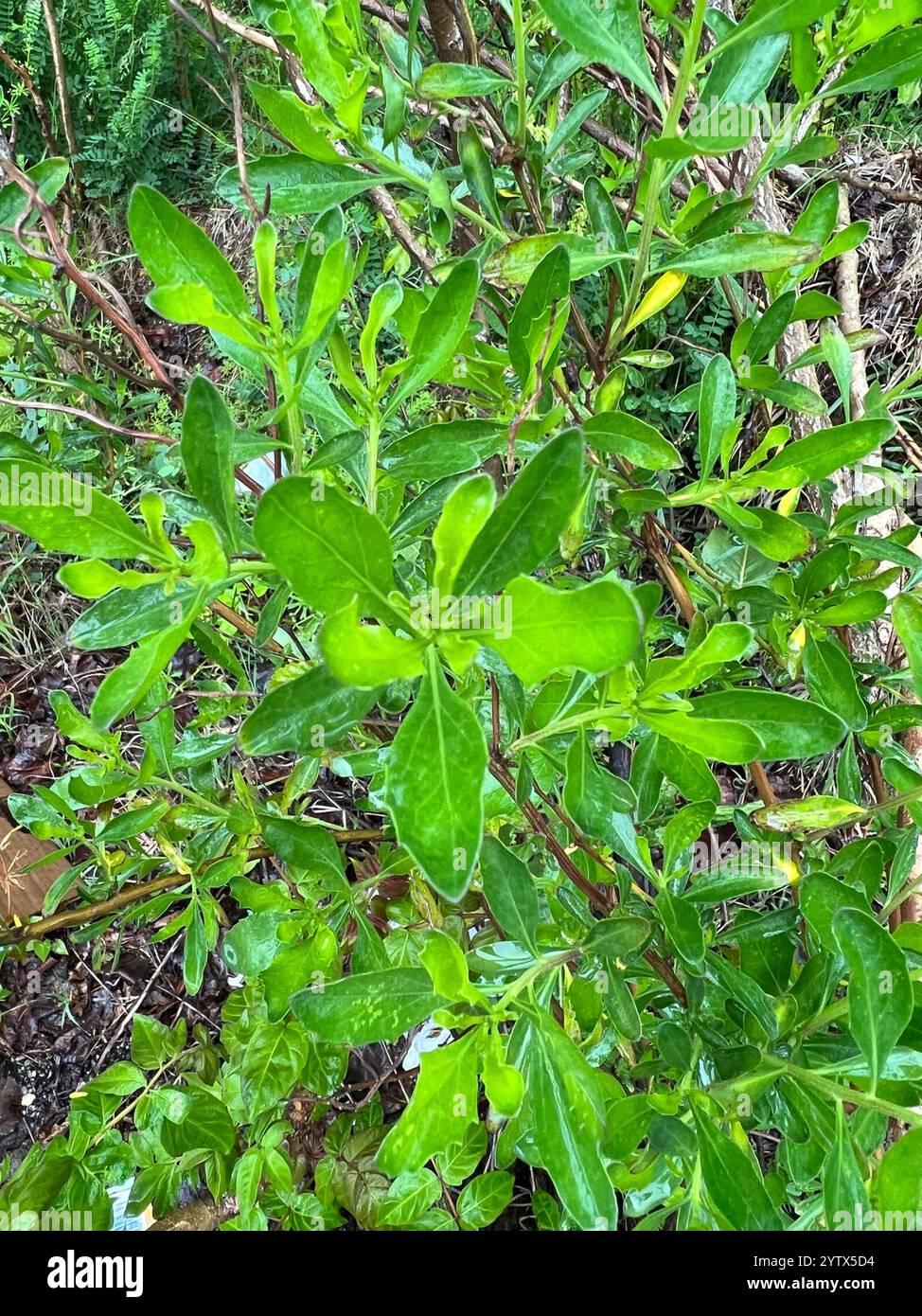 groundsel tree (Baccharis halimifolia Stock Photo - Alamy