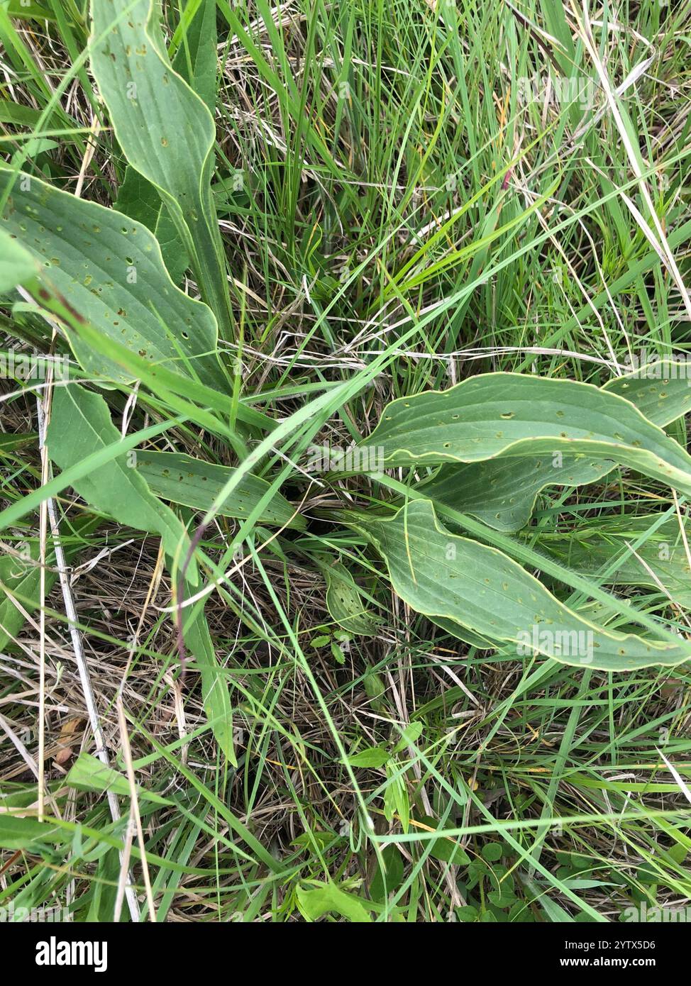 prairie Indian plantain (Arnoglossum plantagineum Stock Photo - Alamy