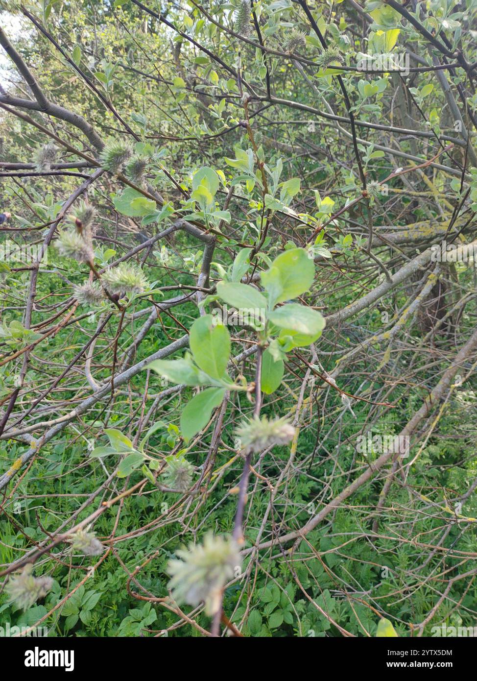 goat willow (Salix caprea Stock Photo - Alamy