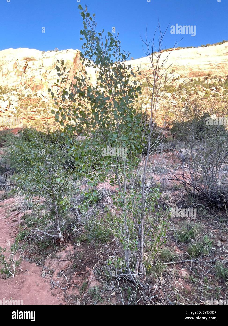 Fremont Cottonwood (Populus fremontii Stock Photo - Alamy