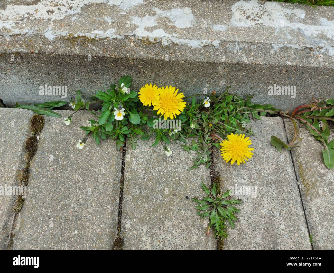 European field pansy (Viola arvensis Stock Photo - Alamy