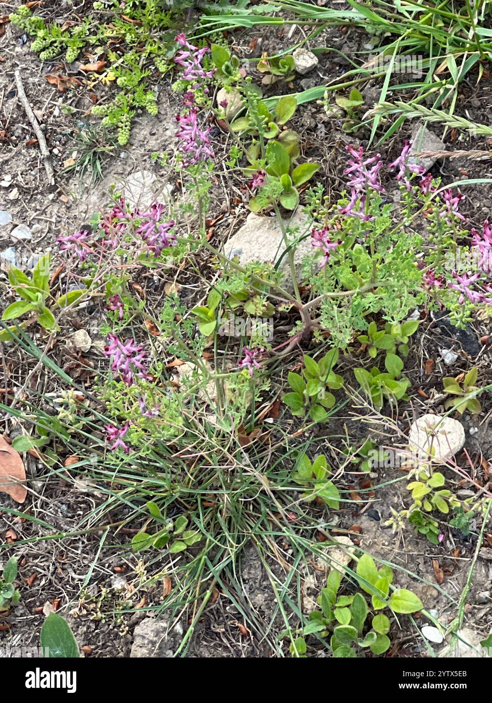 Common Fumitory (Fumaria officinalis Stock Photo - Alamy