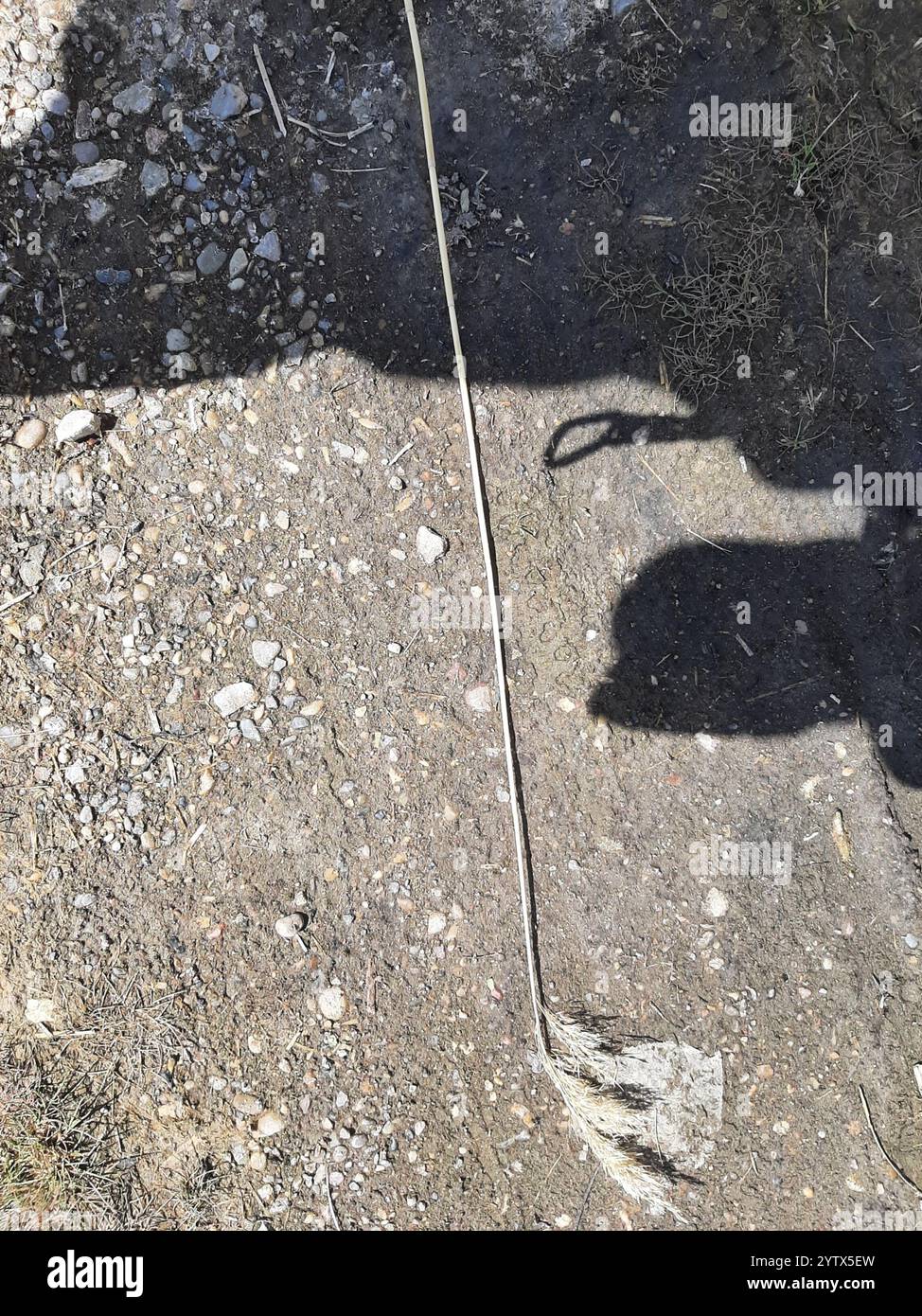 American common reed (Phragmites australis americanus Stock Photo - Alamy