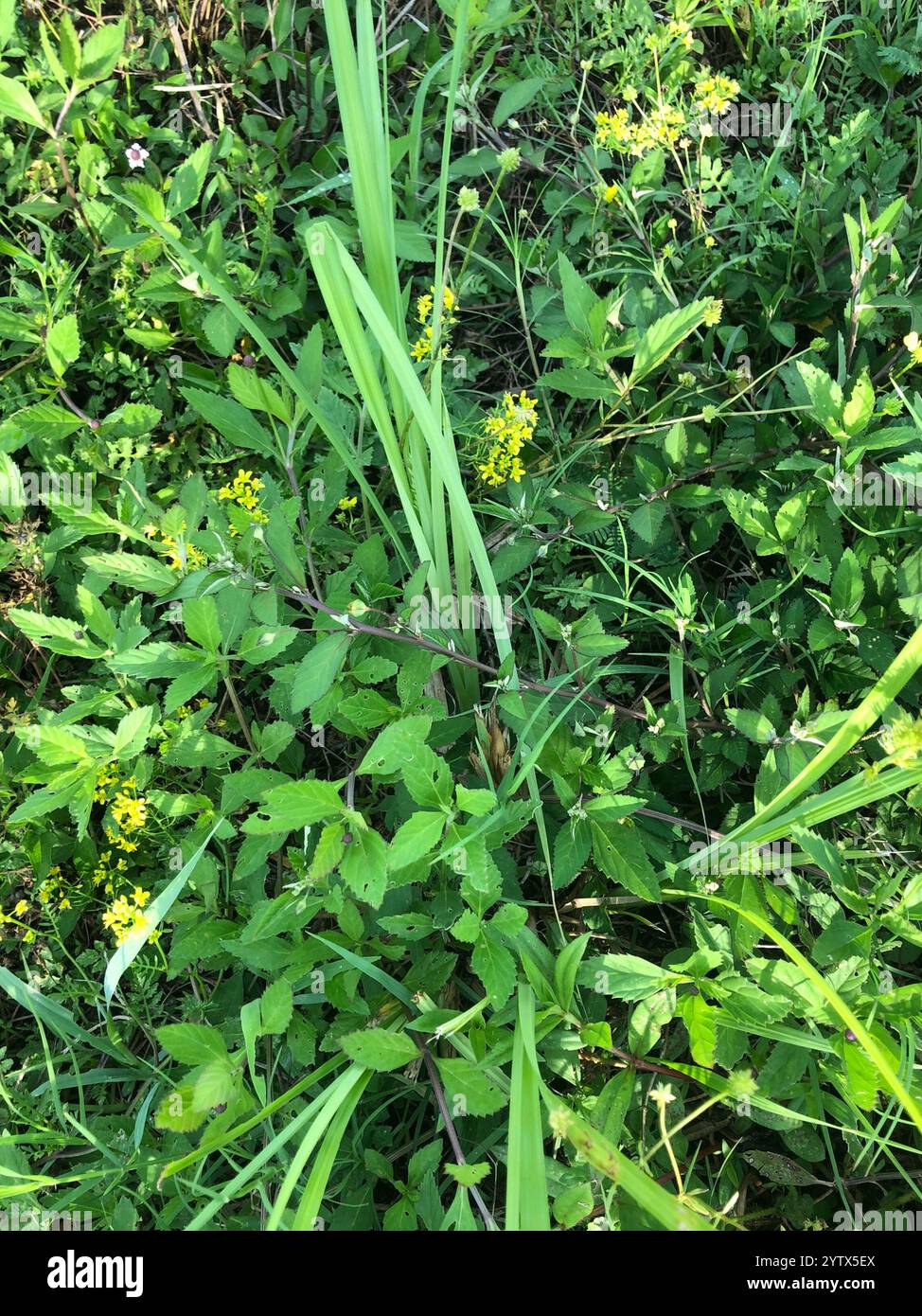 Ravenfoot Sedge (Carex crus-corvi Stock Photo - Alamy