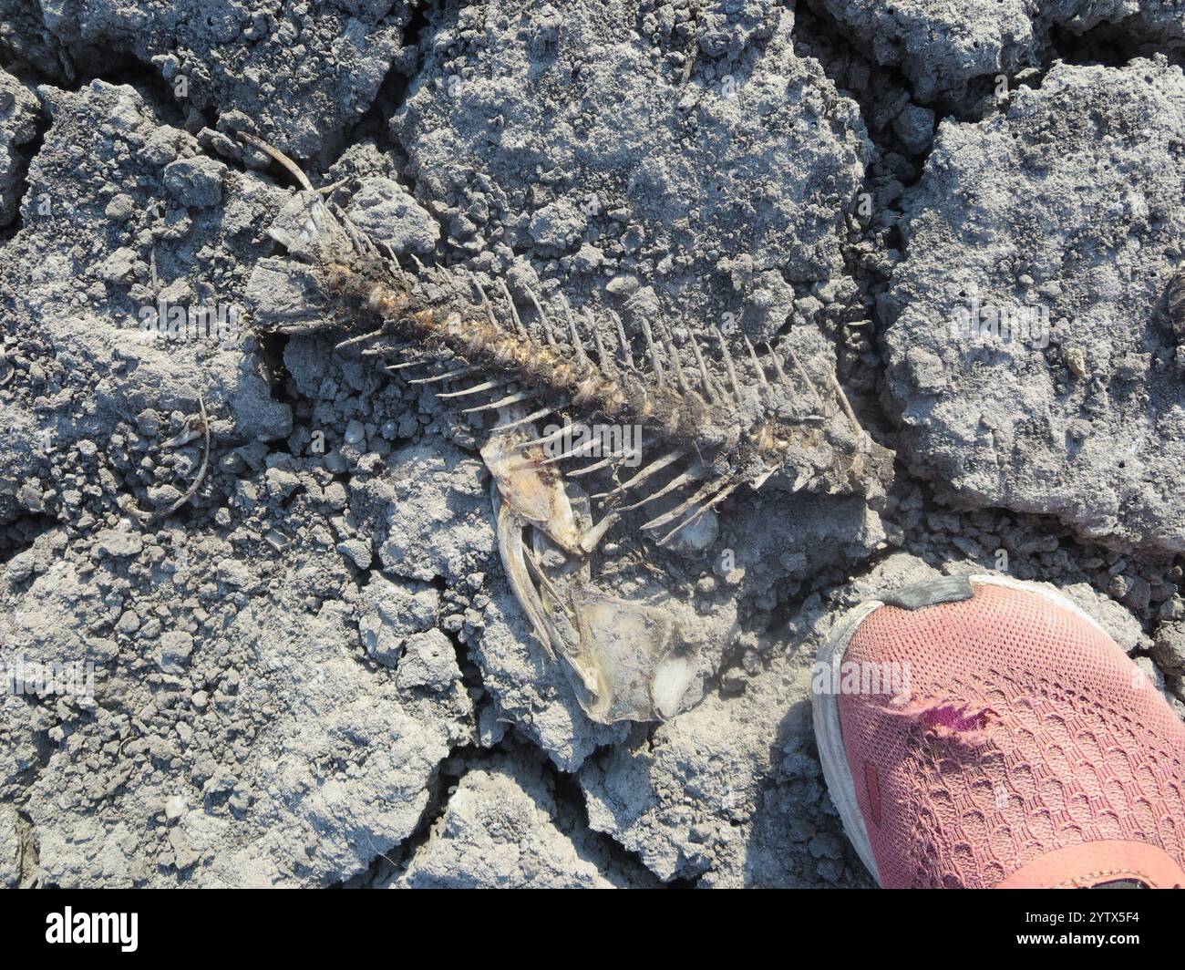 Ray-finned Fishes (Actinopterygii Stock Photo - Alamy