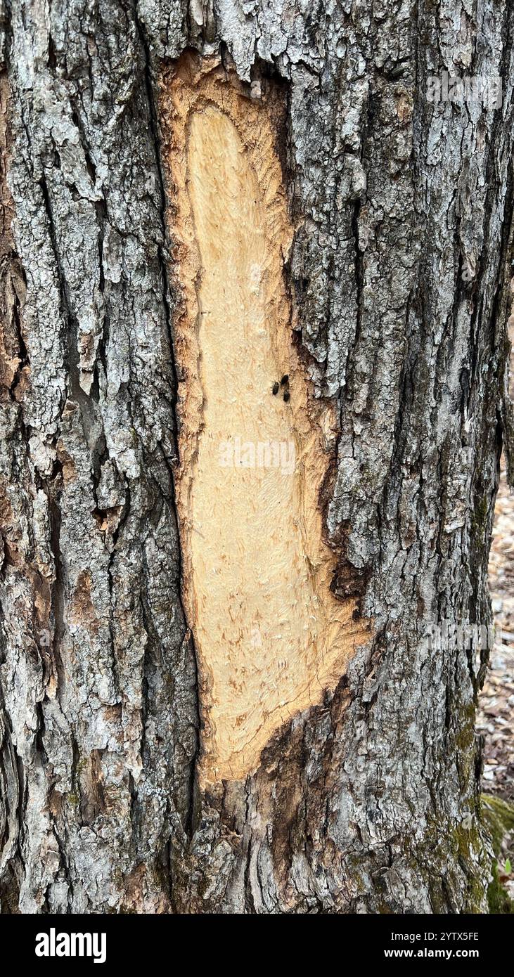 Winter Firefly (Ellychnia corrusca Stock Photo - Alamy