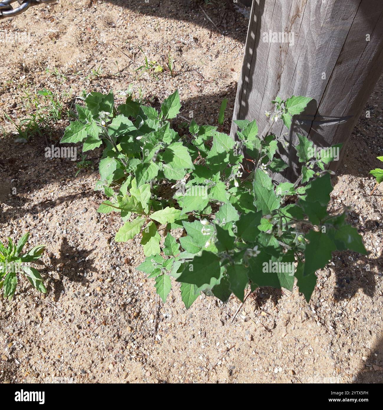 Common Lambsquarters (Chenopodium album Stock Photo - Alamy