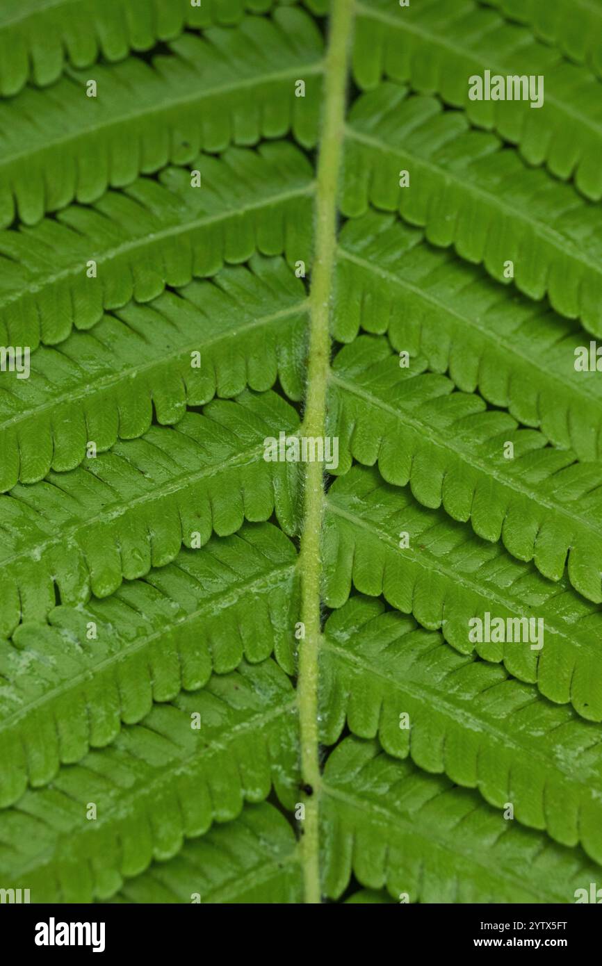 Beautiful fern leaf texture in nature Stock Photo - Alamy