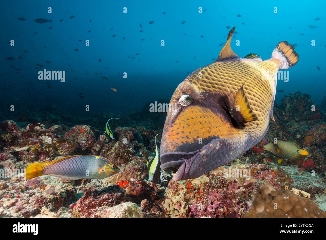 Green Titan Triggerfish, Balistoides viridescens, North Male Atoll ...