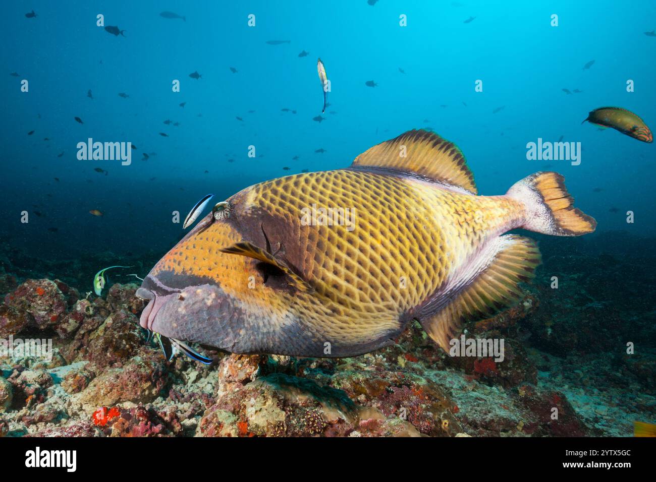 Green Titan Triggerfish, Balistoides viridescens, North Male Atoll ...