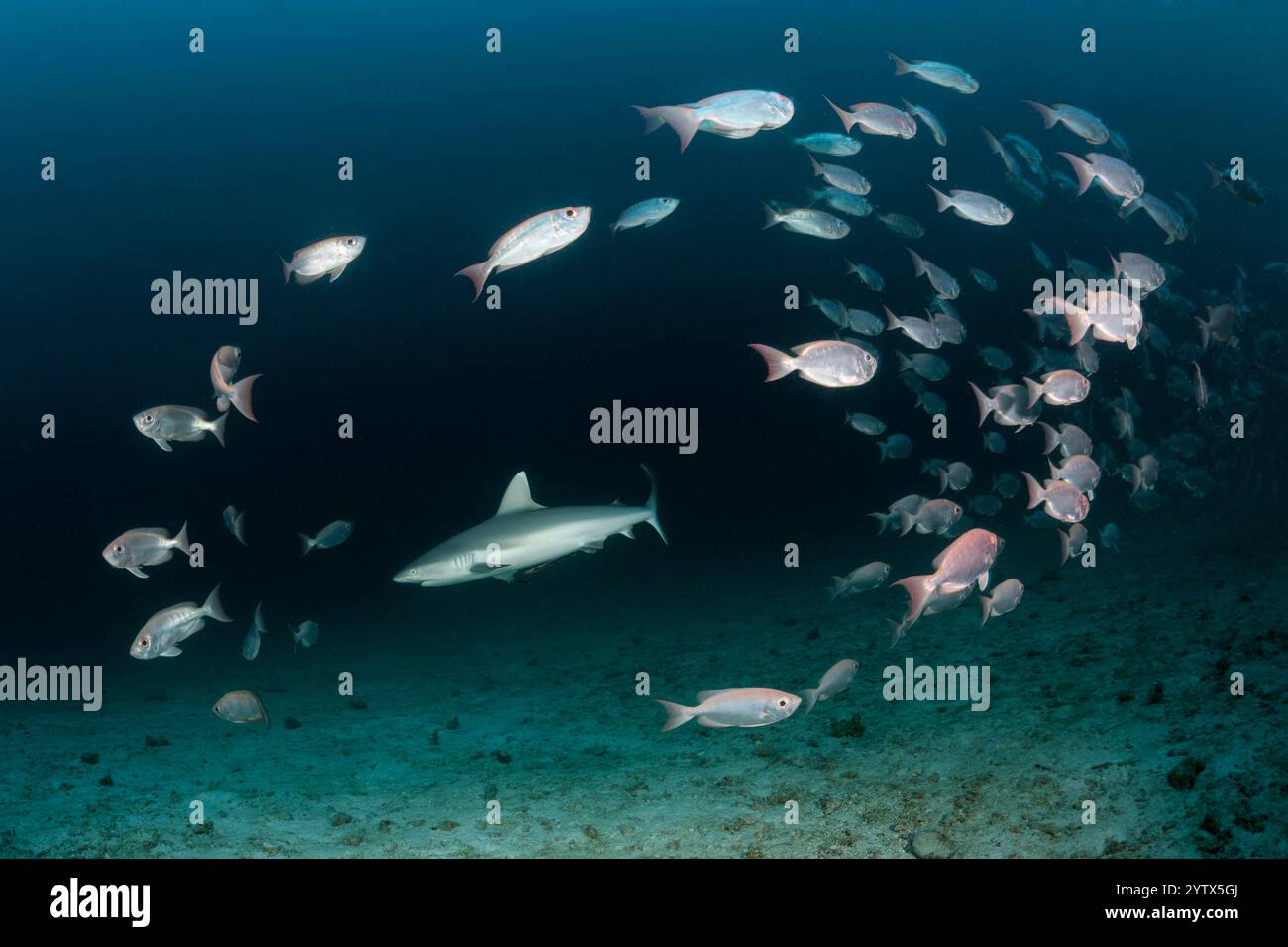 Grey Reef shark hunts Crescent-tail Bigeye, Priacanthus hamrur, Ari ...