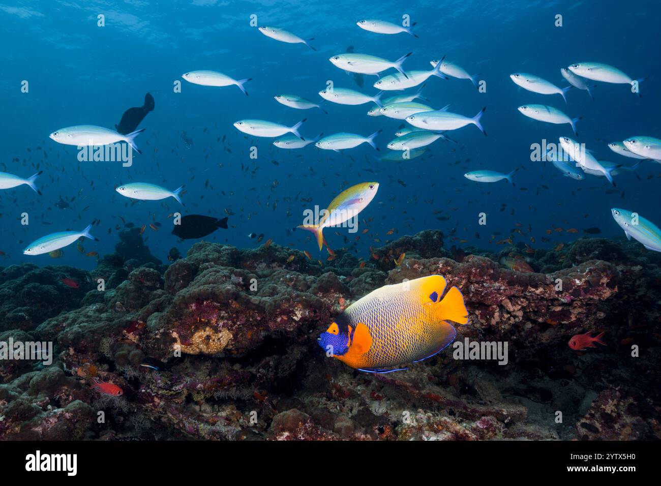 Shoal of Neon Fusilier and Yellowmask Angelfish, Pterocaesio tile ...