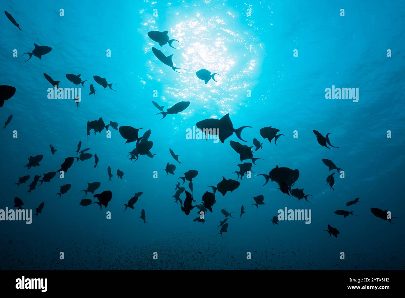 Redtooth Triggerfishes, Odonus niger, Ari Atoll, Indian Ocean, Maldives ...