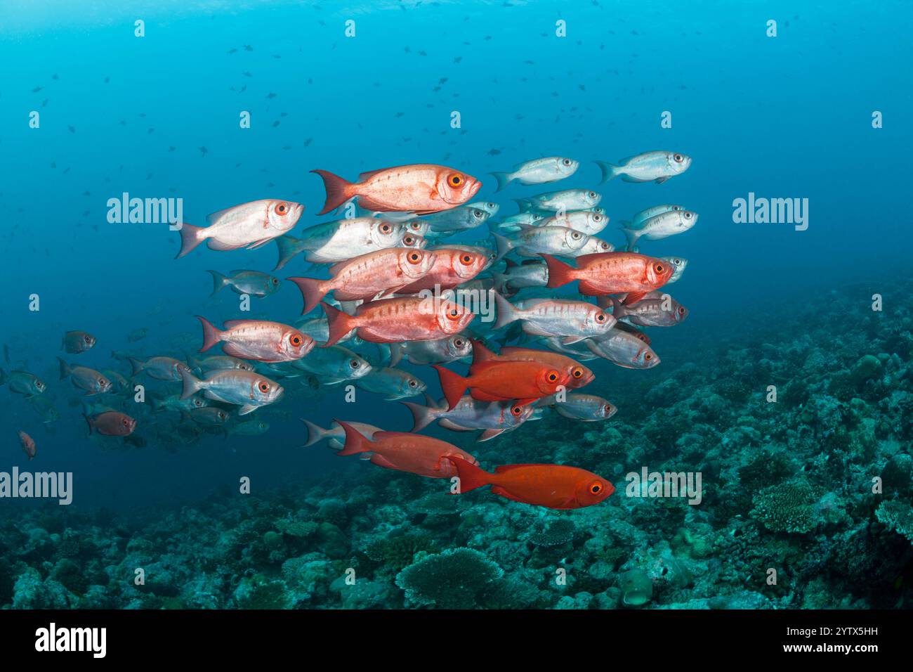 Shoal of Crescent-tail Bigeye, Priacanthus hamrur, Ari Atoll, Indian ...