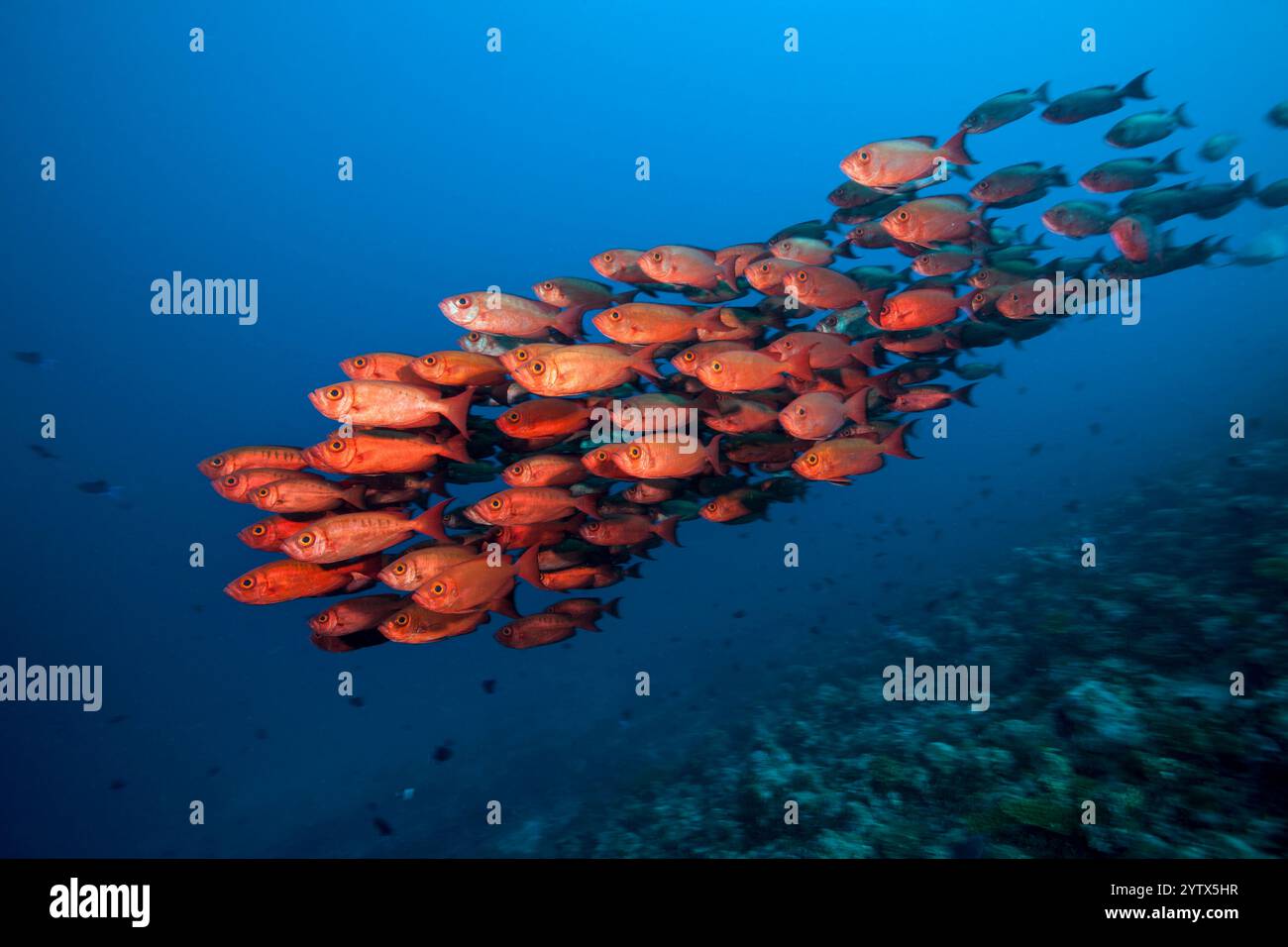 Shoal of Crescent-tail Bigeye, Priacanthus hamrur, Ari Atoll, Indian ...