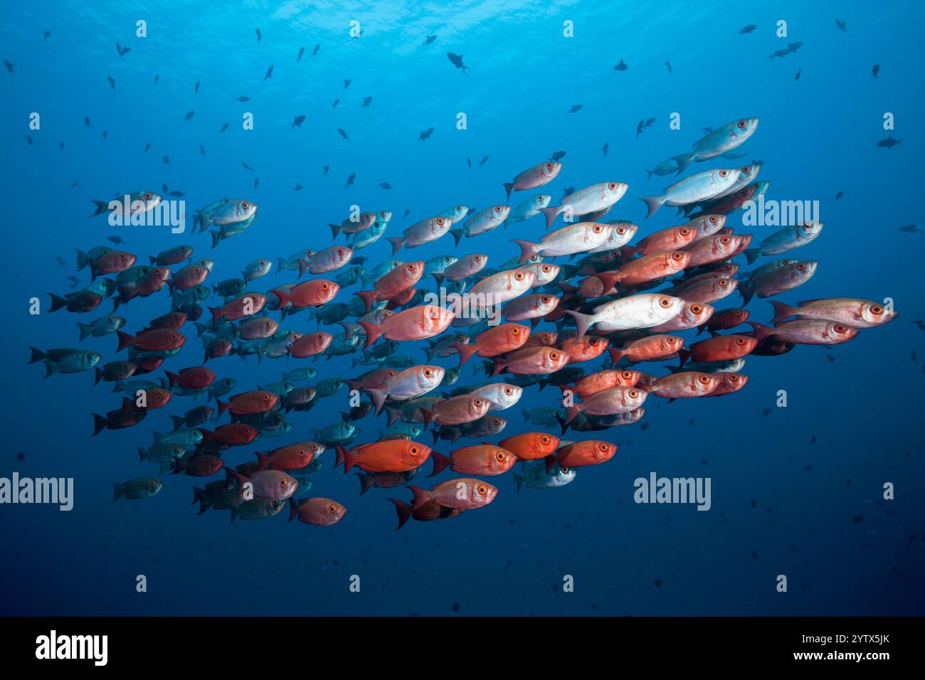 Shoal of Crescent-tail Bigeye, Priacanthus hamrur, Ari Atoll, Indian ...